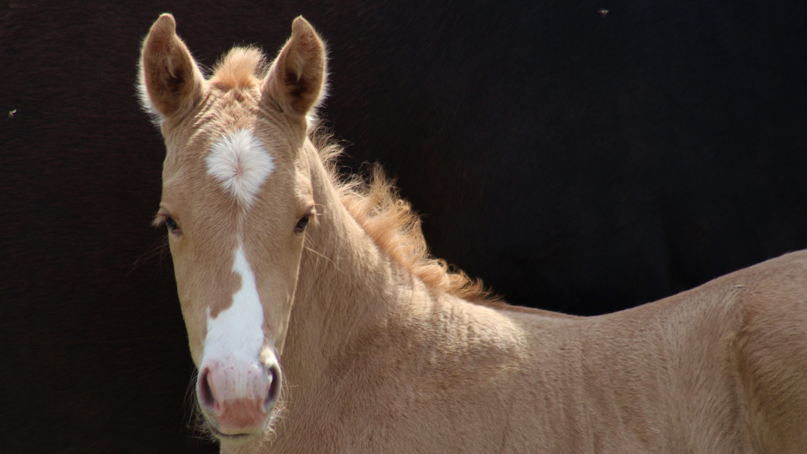 Billy Etbauer Performance Horses | PC Frosty Bid, Whistle At The Babes