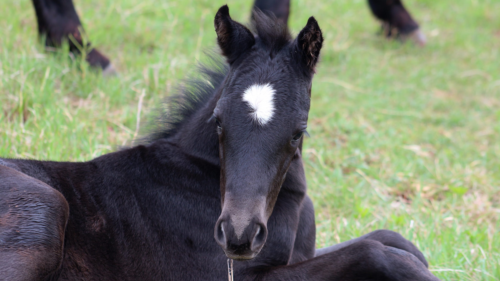 Billy Etbauer Performance Horses | PC Frosty Bid, Whistle At The Babes