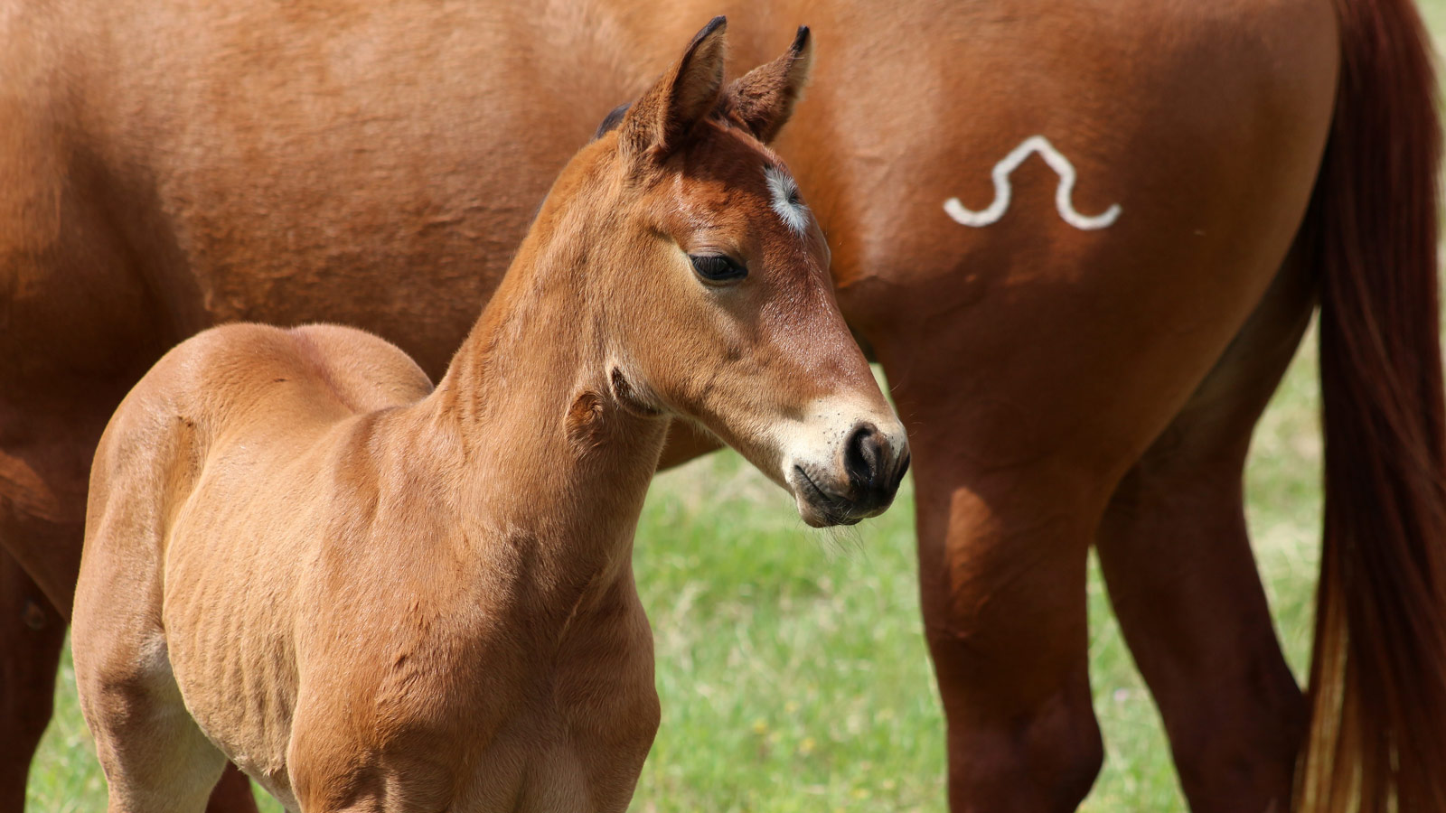 Billy Etbauer Performance Horses | PC Frosty Bid, Whistle At The Babes